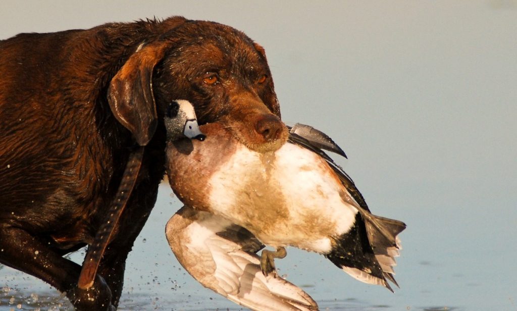 Waterfowl Decoys | Committed Waterfowl